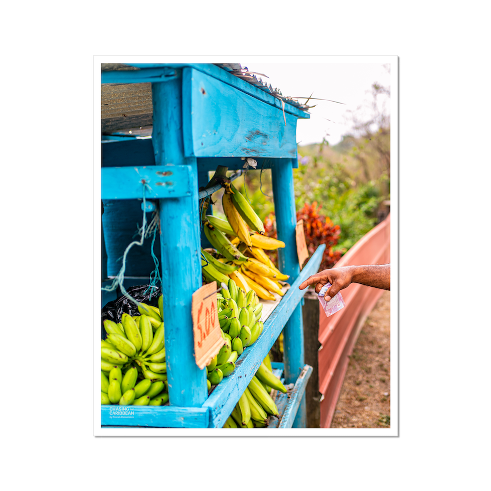 Fig Tree Chasing The Caribbean By Patrick Rasoanaivo